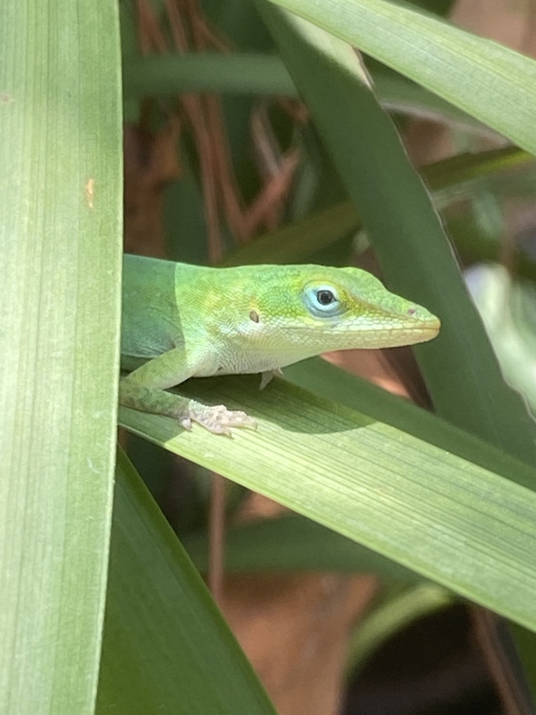 Green Anole from David Fort Rd, Argyle, TX, US on August 13, 2022 at 12 ...