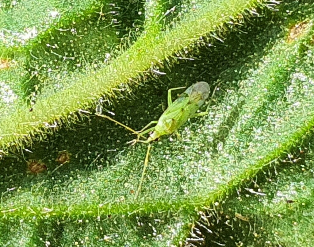 Macrolophus costalis from Salkhad, Syria on August 12, 2022 at 04:45 PM ...