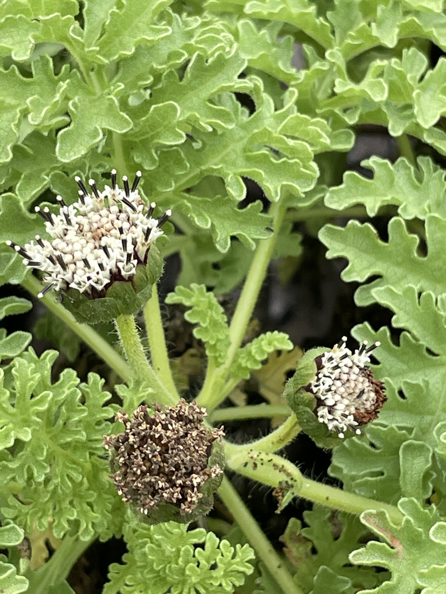 Scalesia helleri B.L.Rob.