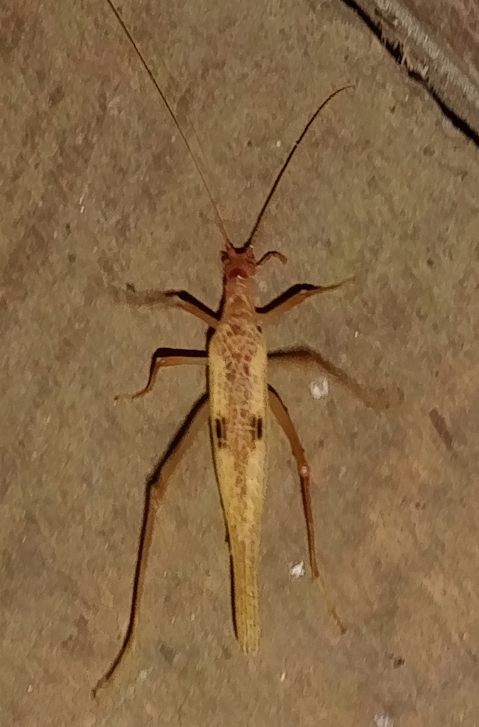 Smooth-legged Tree Crickets from 855V+76M, Puntarenas Province ...