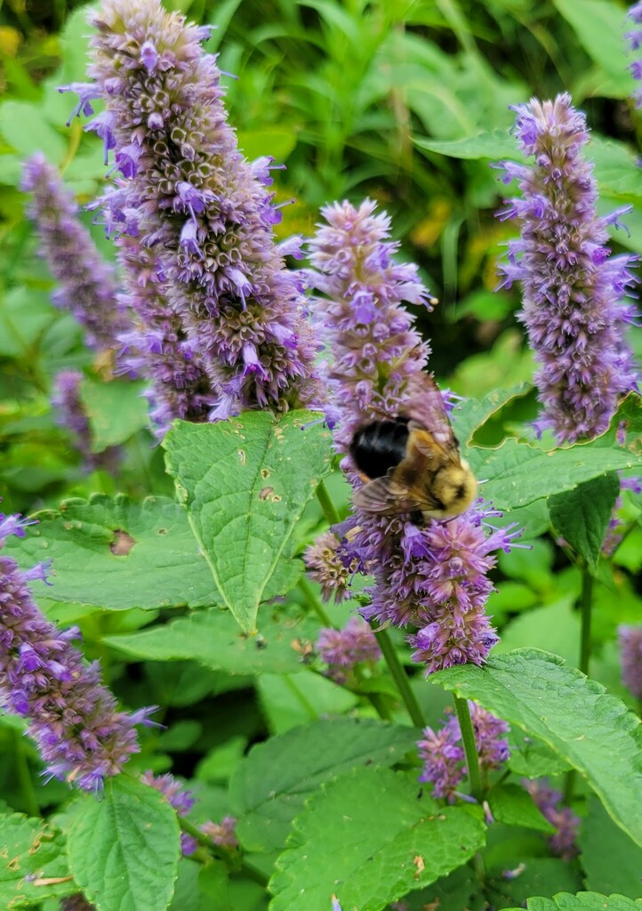 Rusty-patched Bumble Bee in August 2022 by rbumann · iNaturalist