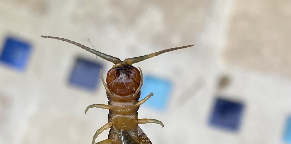 Caribbean Giant Centipede in August 2022 by greensxm · iNaturalist