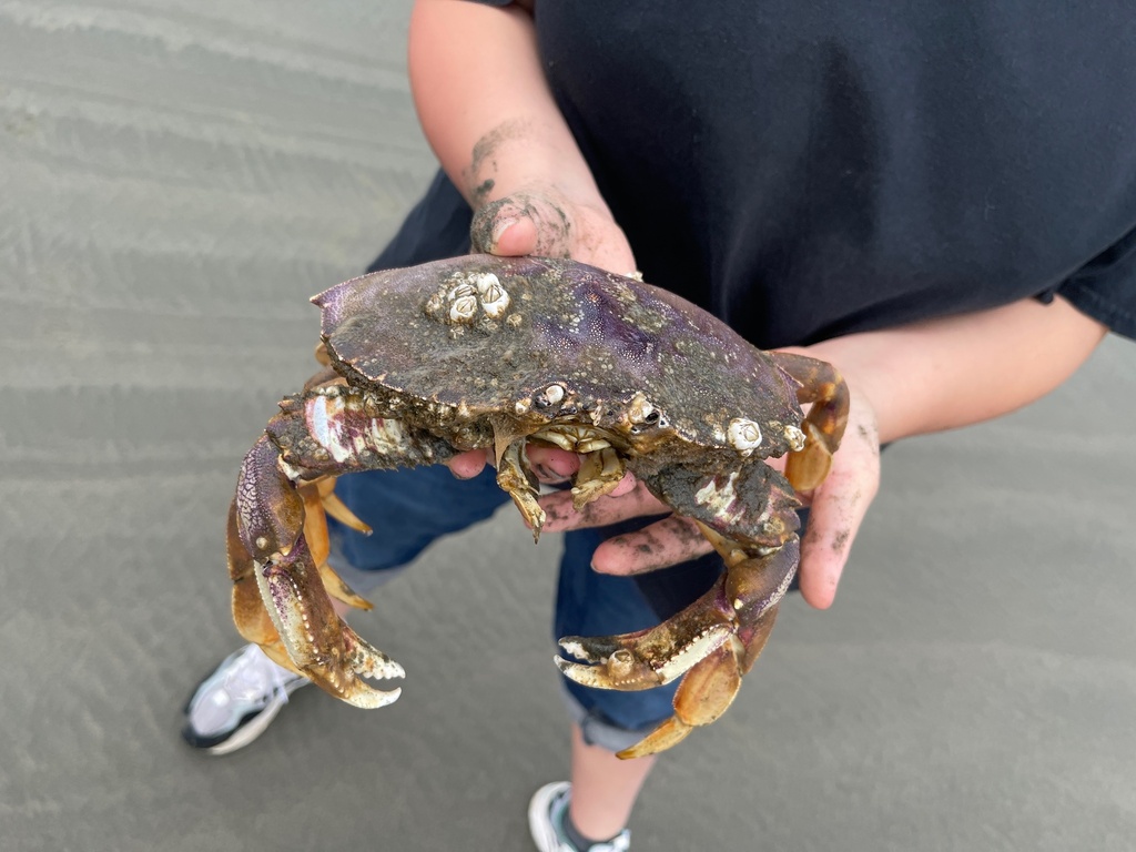 Dungeness Crab from North Pacific Ocean, WA, US on August 12, 2022 at ...