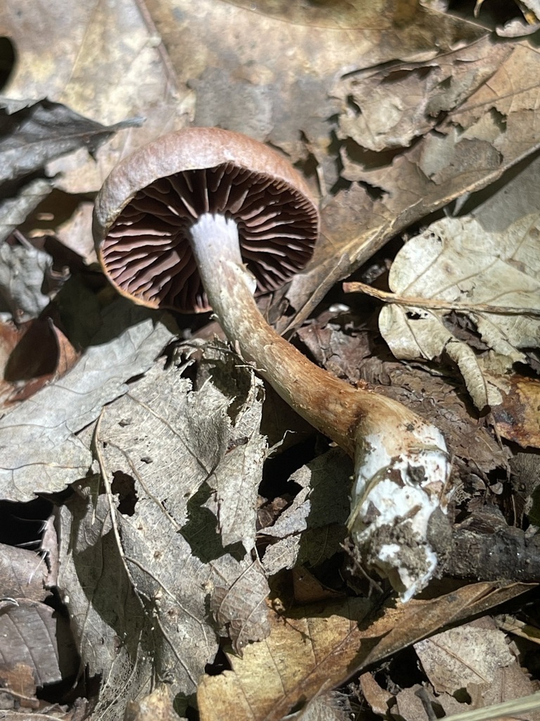 Webcaps from Monroe County, IN, USA on August 12, 2022 at 01:10 PM by ...