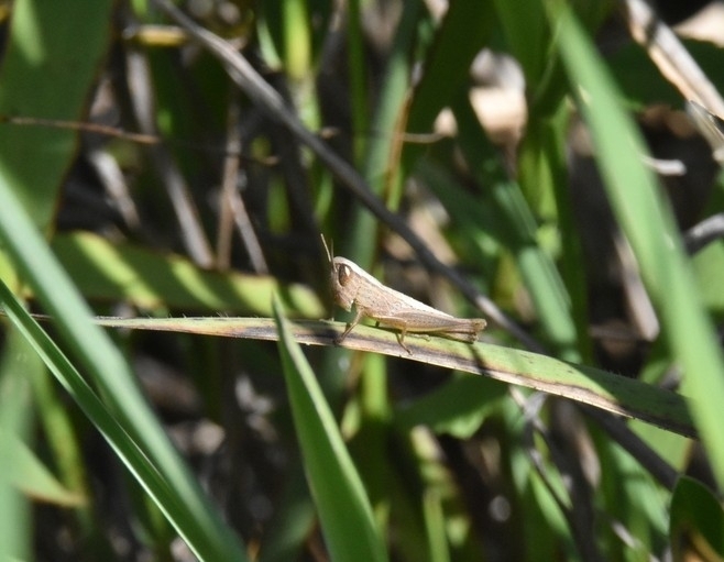 Brown Winter Grasshopper from Scherer Thaxton/Oscar Scherer Buffer Zone ...