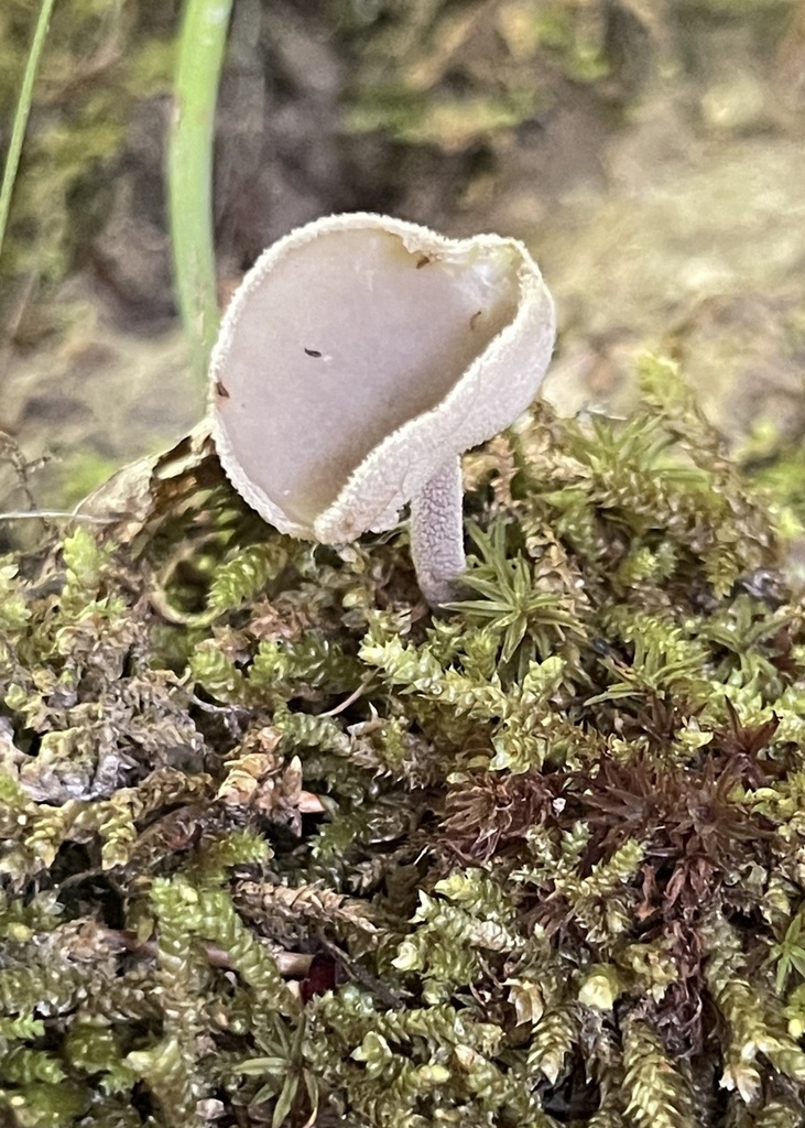 felt saddle fungus from Monroe County, IN, USA on August 12, 2022 at 01 ...
