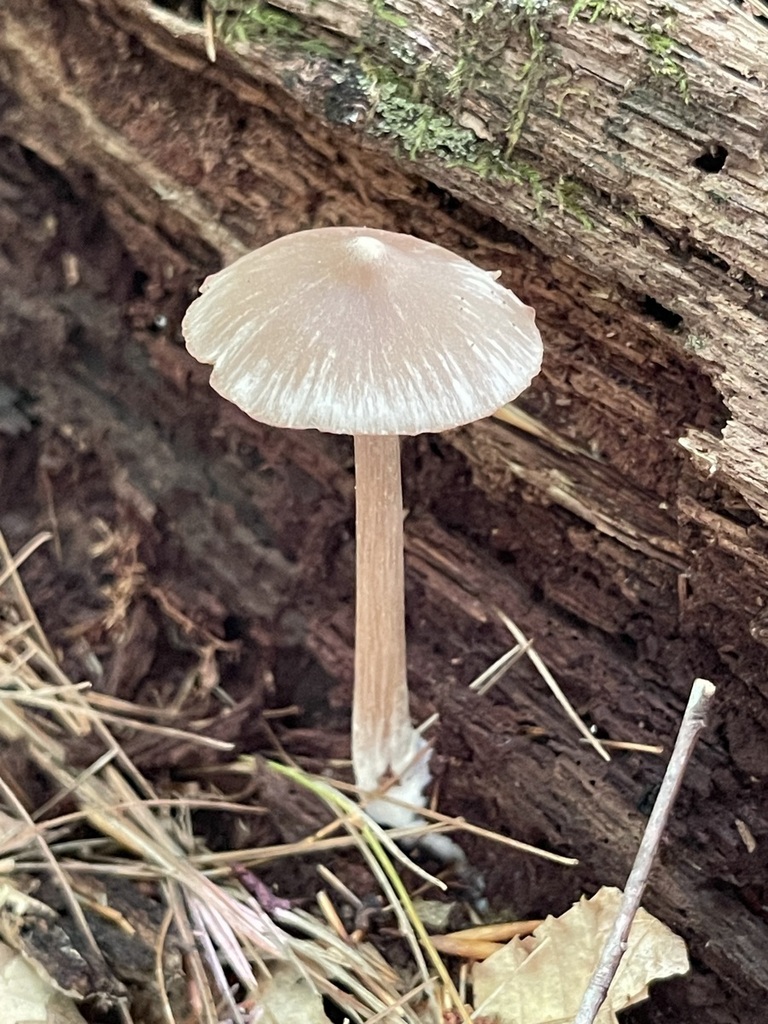 Straight-stalked Entoloma from Monroe County, IN, USA on August 12 ...