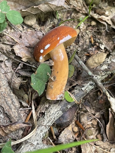 Observations by pycnoporus · iNaturalist