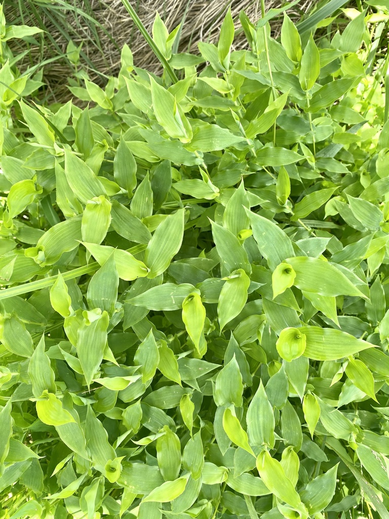 small carpetgrass from Bucks Knoll Rd, Yellow Spring, WV, US on August ...