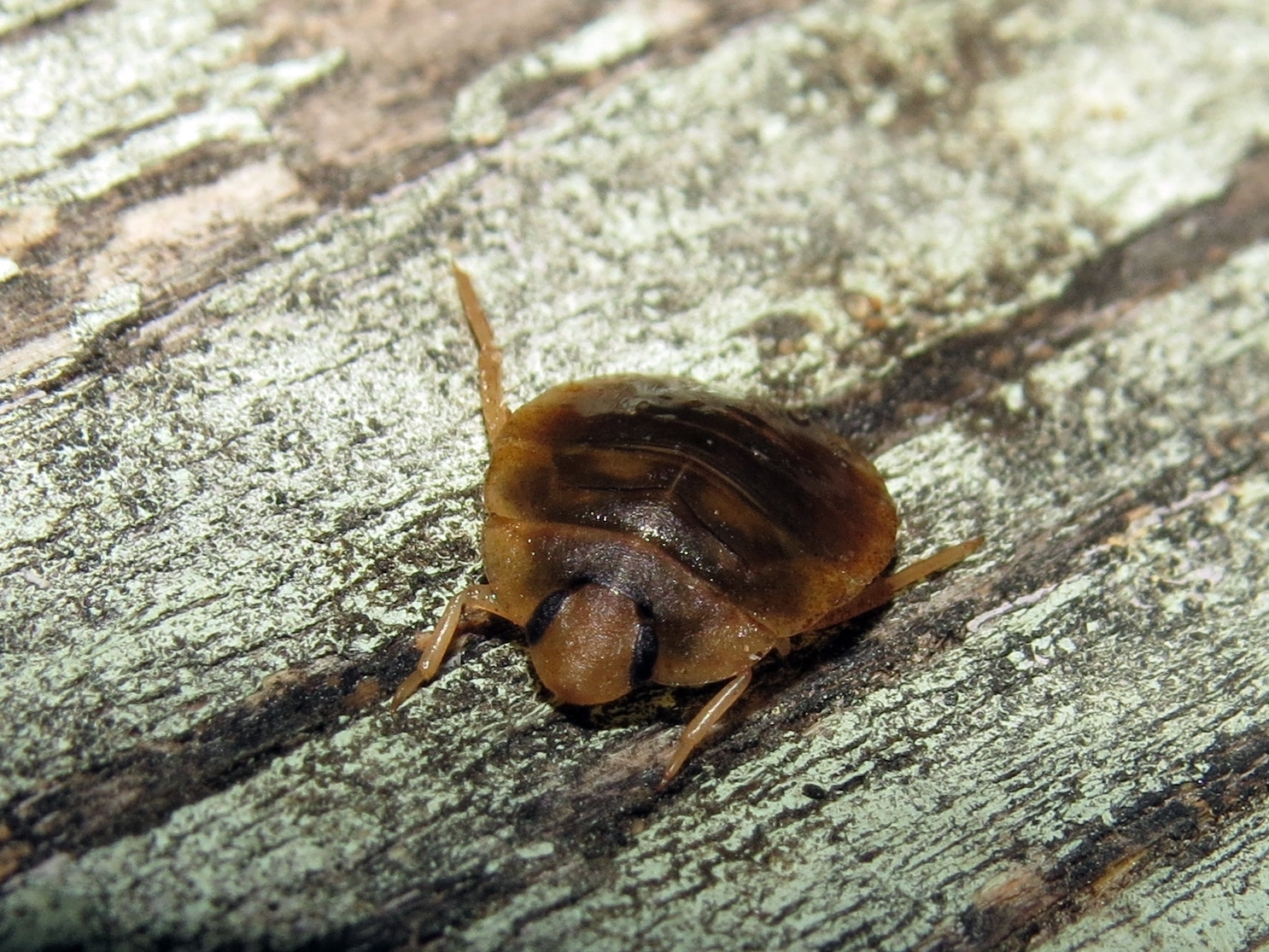 Aphelocheirus aestivalis (Fabricius, 1794)