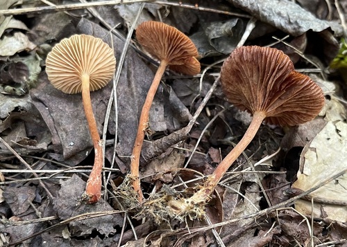 Observations by pycnoporus · iNaturalist