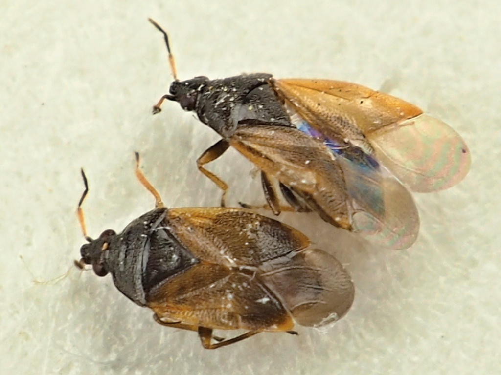 Orius vicinus from 163 00 Praha 17, Česko on August 11, 2022 at 11:02 ...