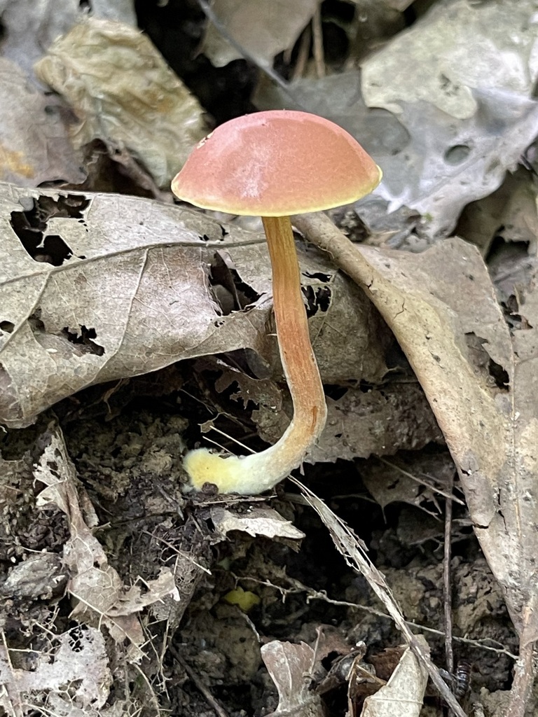 Hortiboletus from Monroe County, IN, USA on August 12, 2022 at 03:14 PM ...