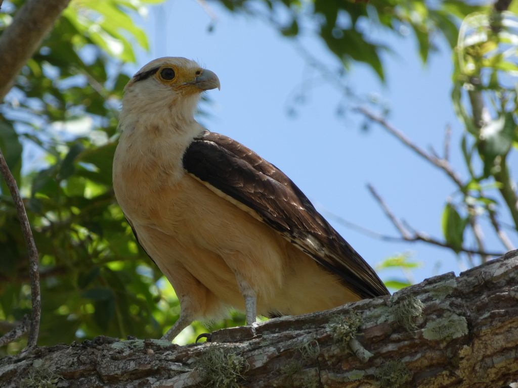 Yellow-headed Caracara from Los Iros Beach, Palo Seco, Trinidad and ...