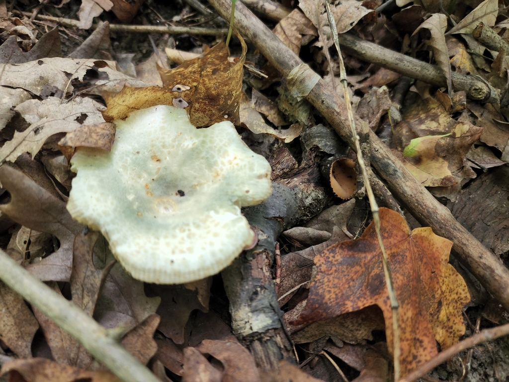Blue-green Cracking Russula from Union Township, IN, USA on August 13 ...