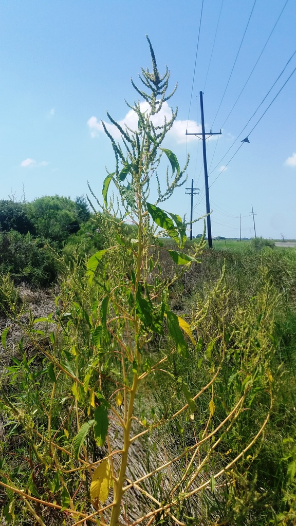 Southern Amaranth from Jefferson, Texas, United States on July 25, 2018 ...