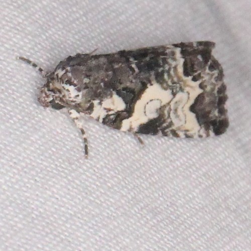 Cerma sirius · iNaturalist