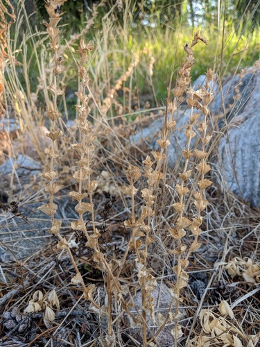 clasping Venus's looking glass (Hot Springs National Park) · iNaturalist