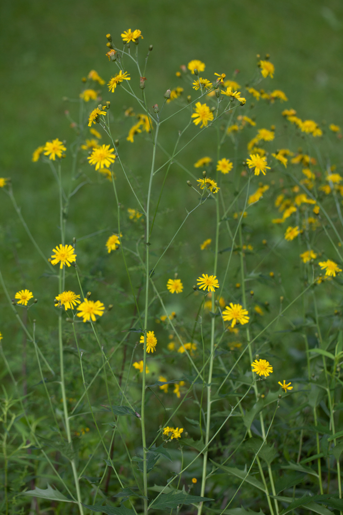 Canada hawkweed from Halifax Regional Municipality, NS, Canada on July ...