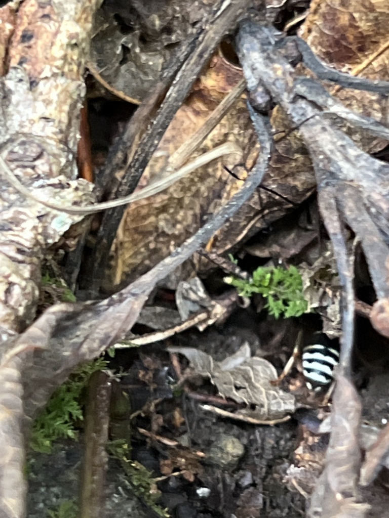 Blackjacket in August 2022 by Alan Weakley · iNaturalist