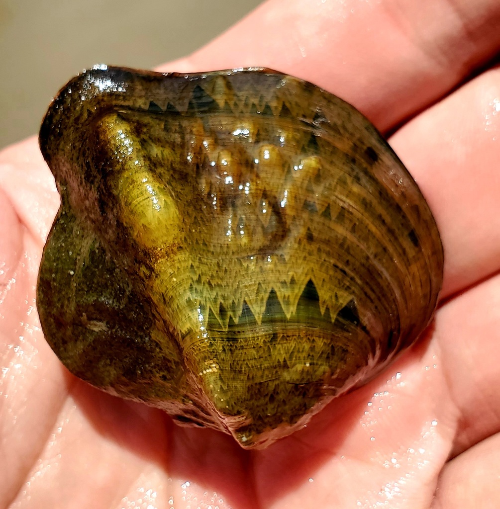 Monkeyface Mussel from Lincoln, KS, USA on August 13, 2022 at 01:32 PM ...