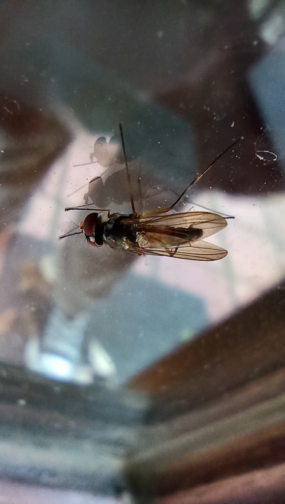 Stretched-foot Flies from Real de San Carlos, Col Del Sacramento ...