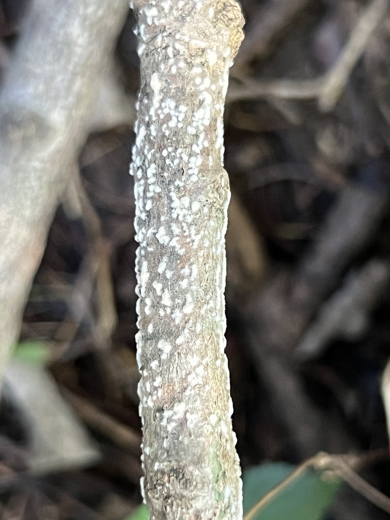 Trichothecium roseum in August 2022 by Brian Hunt · iNaturalist