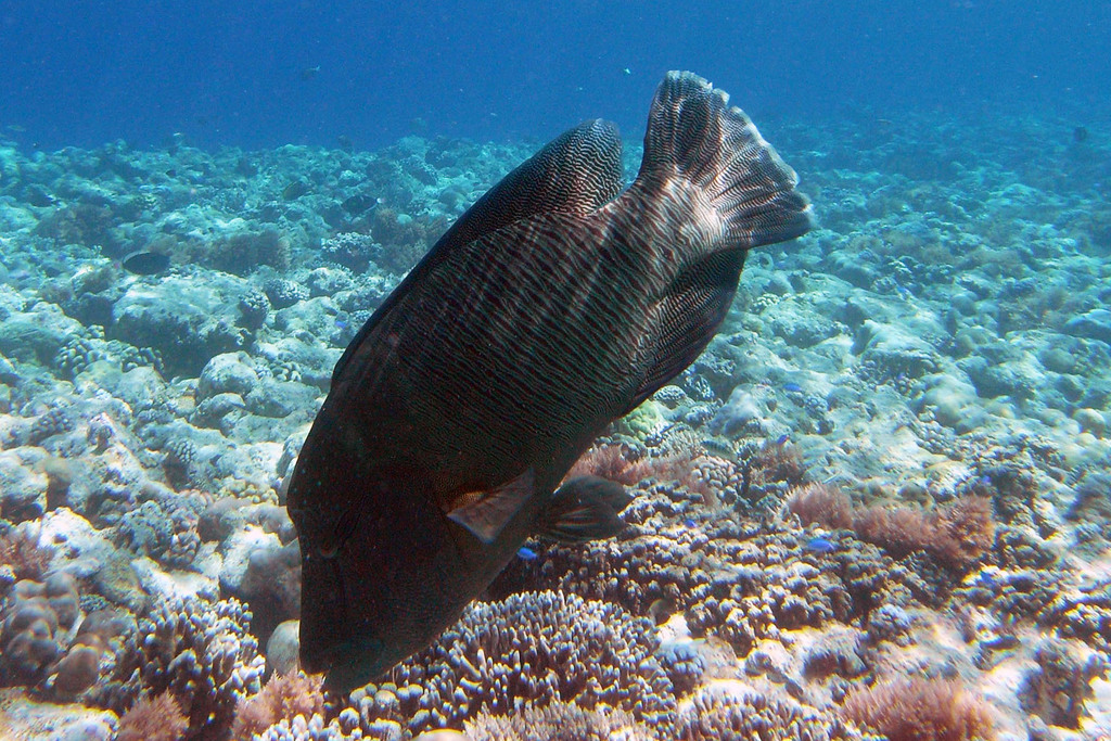 Napoleon Wrasse from Palau on March 24, 2010 at 02:58 PM by nic0suave1 ...