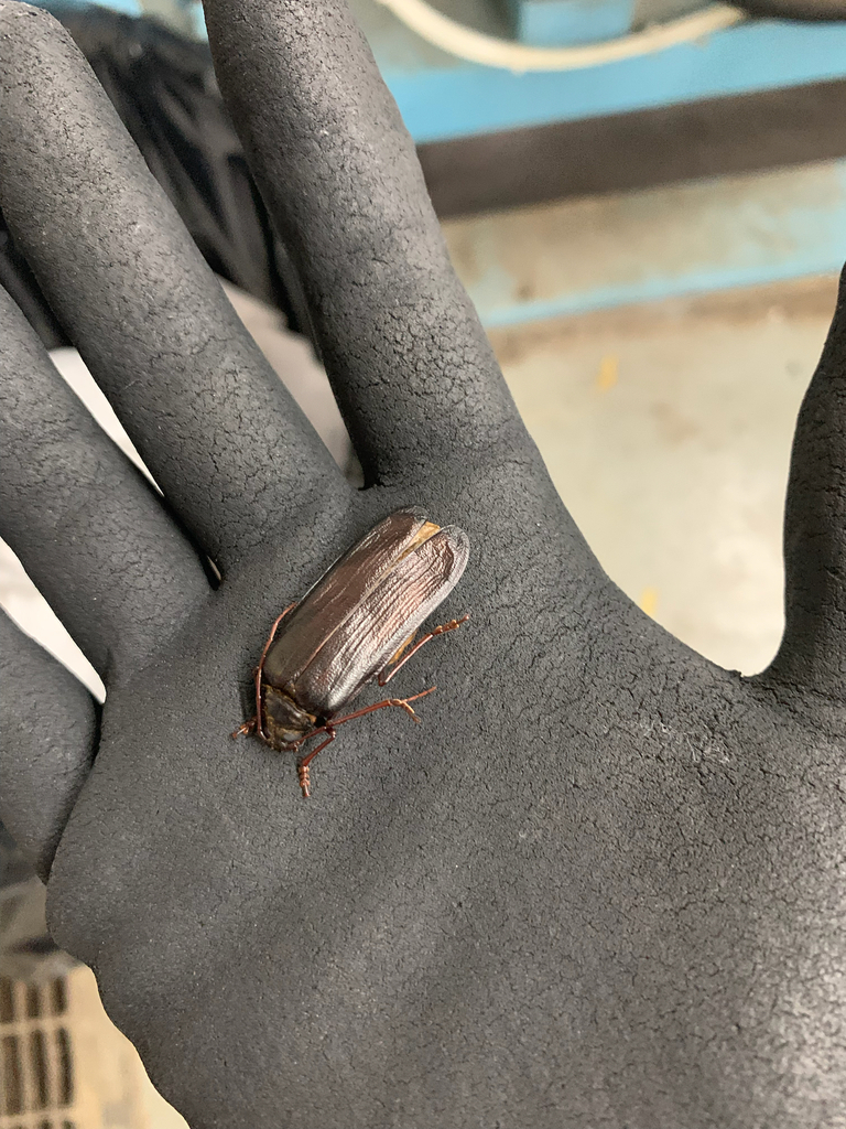 Water, Rove, Scarab, Long-horned, Leaf, and Snout Beetles from East ...