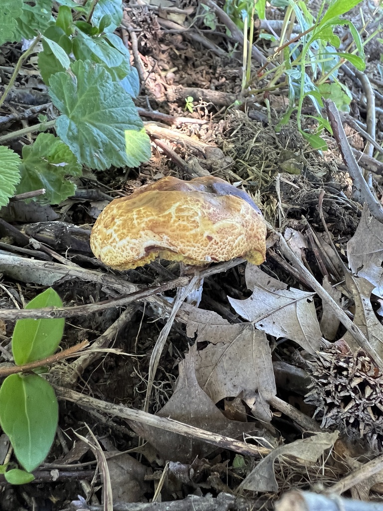 Xerocomus in August 2022 by Brian Hunt. https://www.inaturalist.org ...