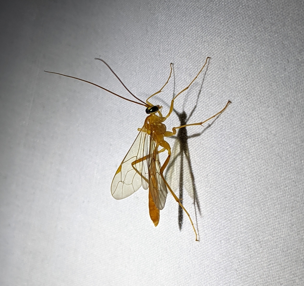 Netelia from Paint Rock Forest Research Center on August 12, 2022 at 10 ...