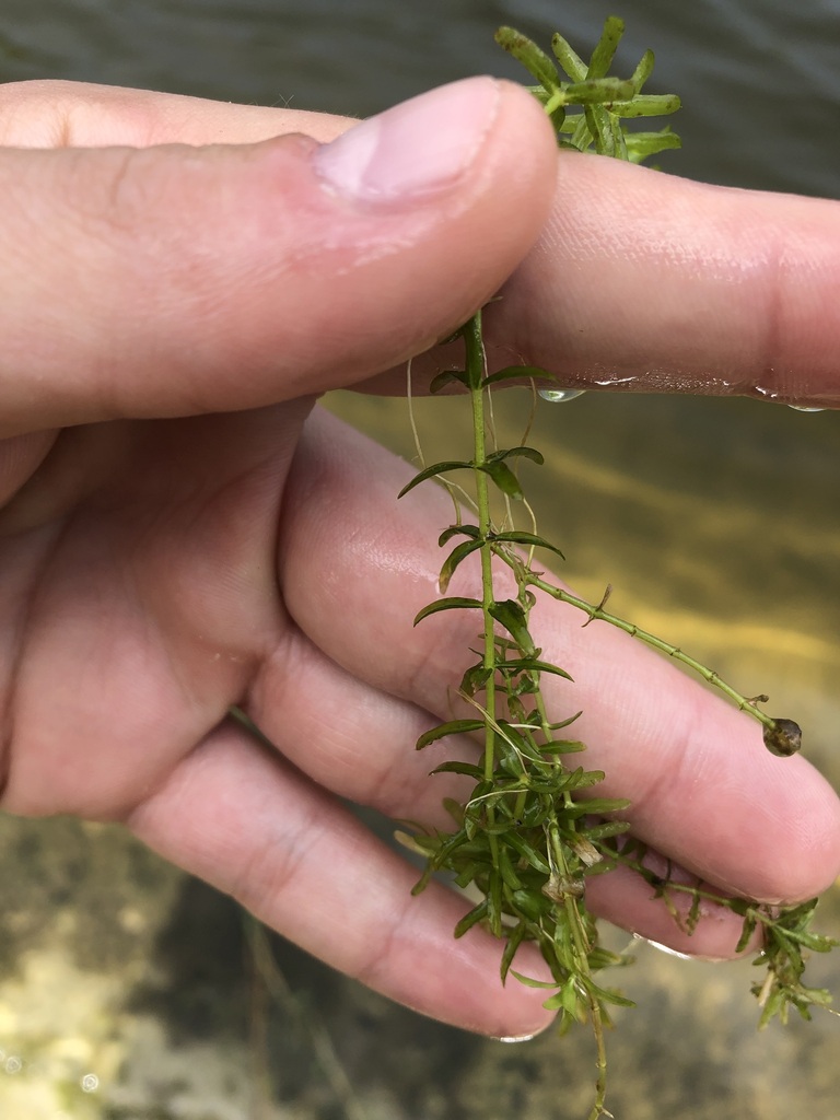 Manatee Mudflower from Martin County, FL, USA on August 13, 2022 at 03:47 PM by Tom. Whorls of 3 ...