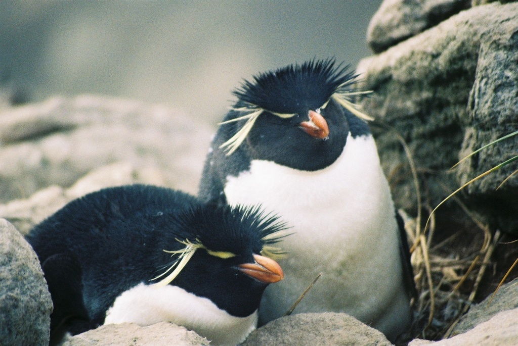 Southern rockhopper penguin (Antarctica - Birds) · iNaturalist