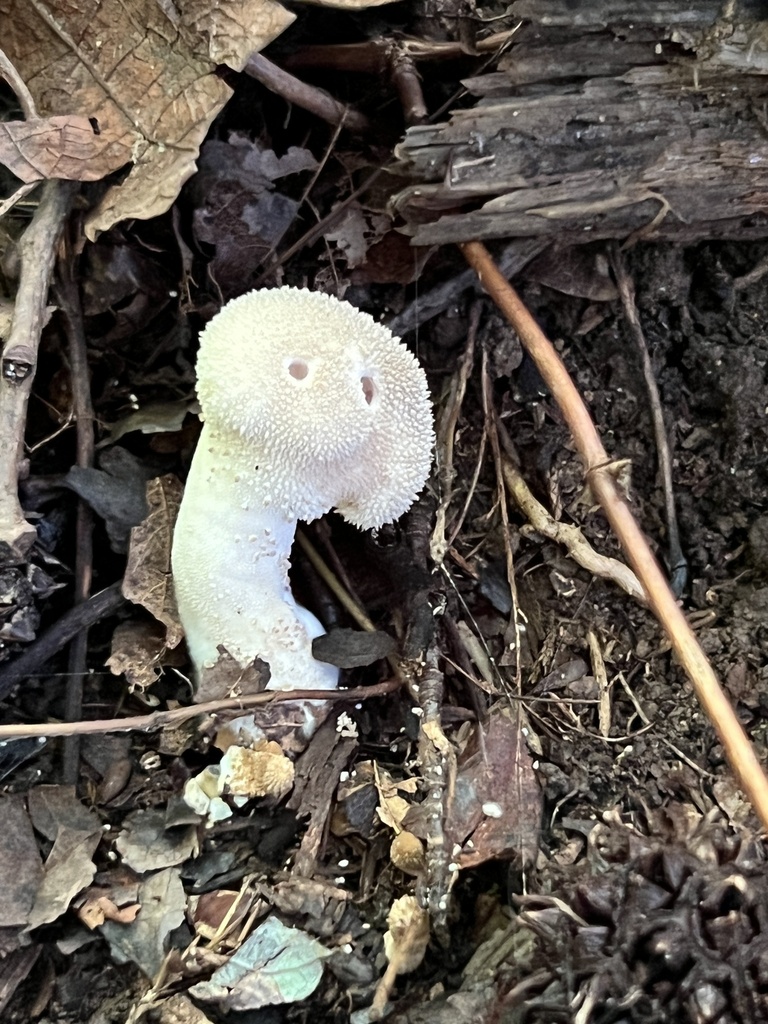 common puffball in August 2022 by Brian Hunt. DNA confirms ID - ITS ...