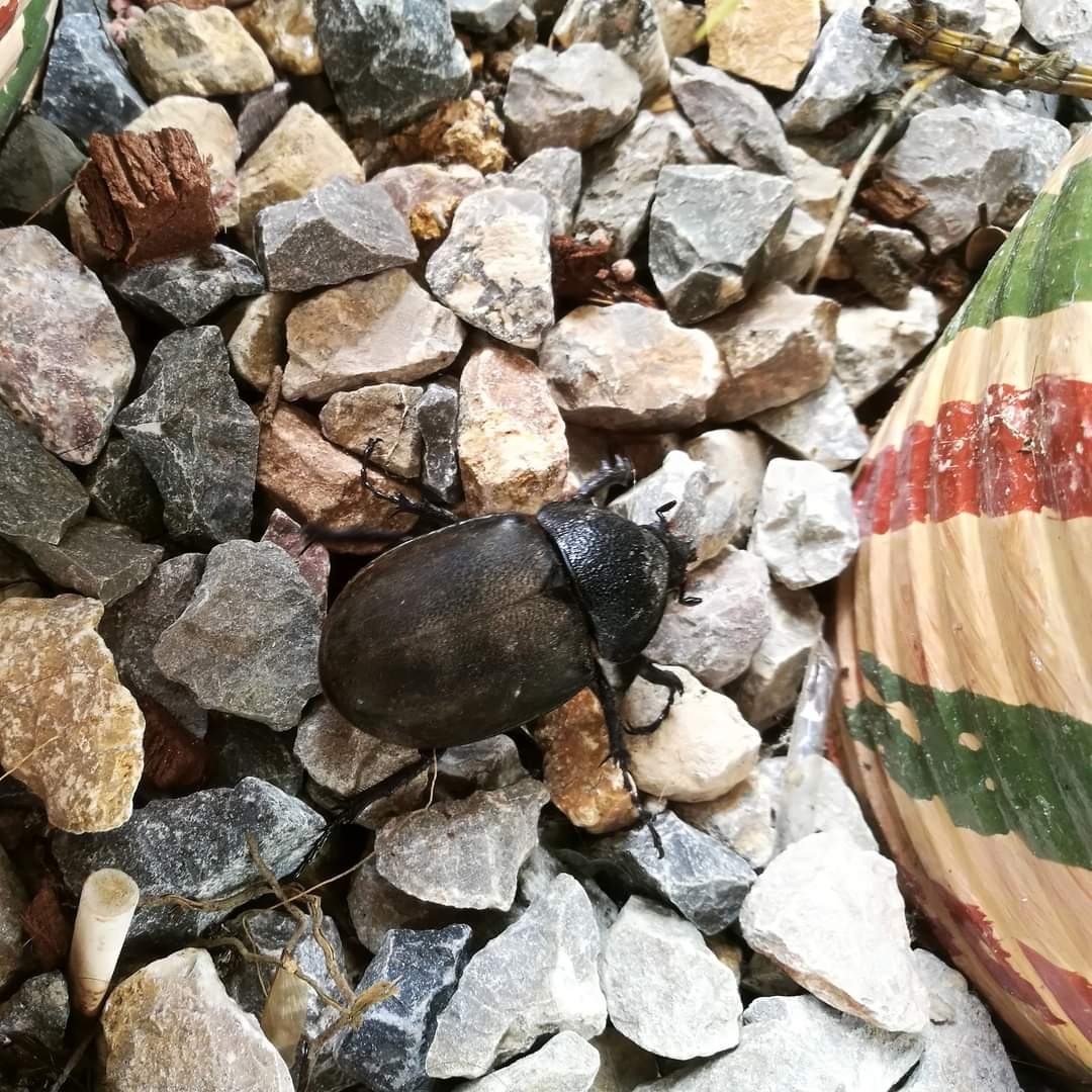 Chalcosoma atlas mantetsu Nagai, 2004