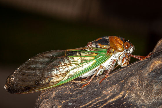 Grand Western Flood Plain Cicada from 150 Blue Heaven Road, Patagonia ...