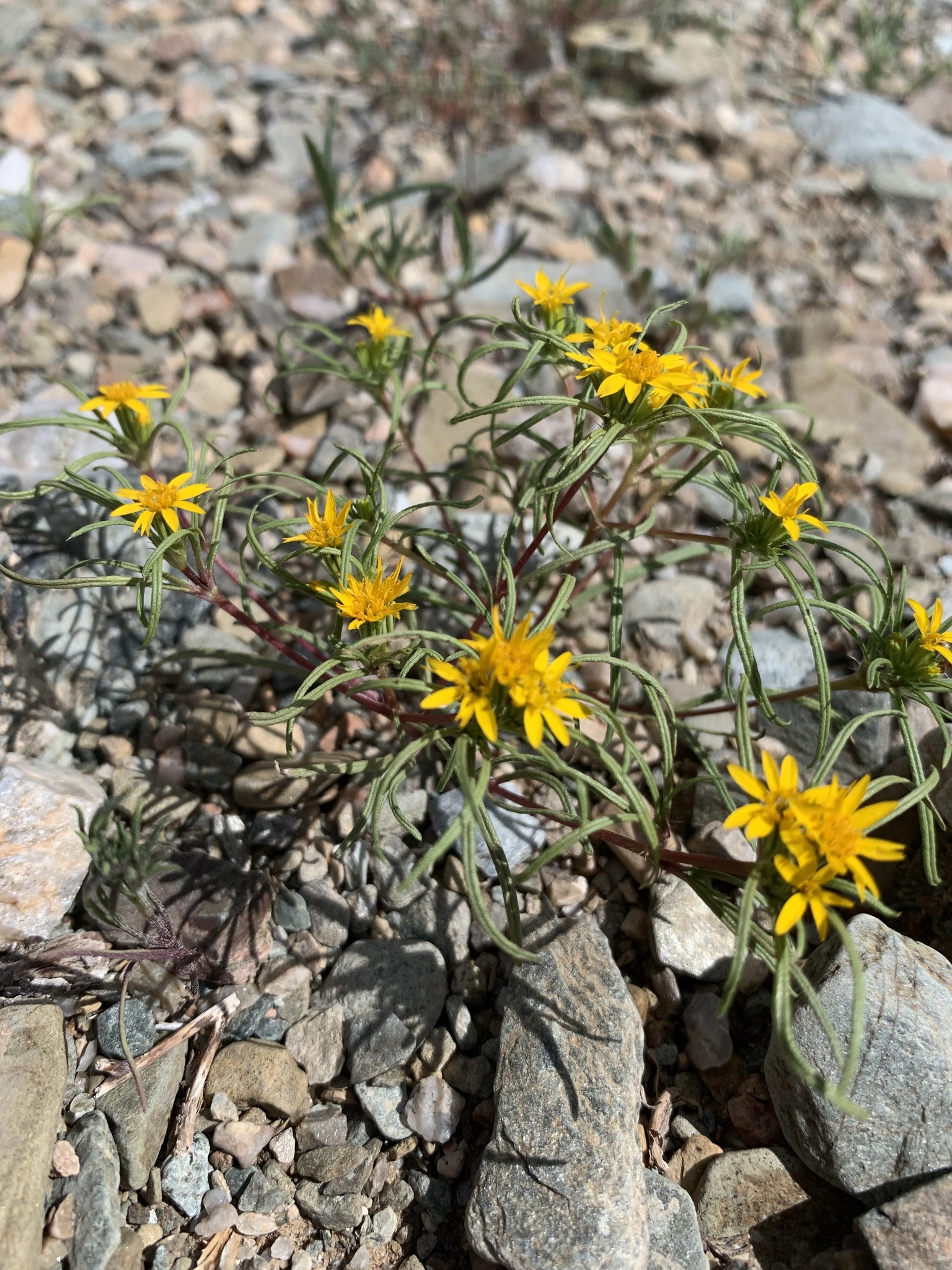 Pectis angustifolia Torr.