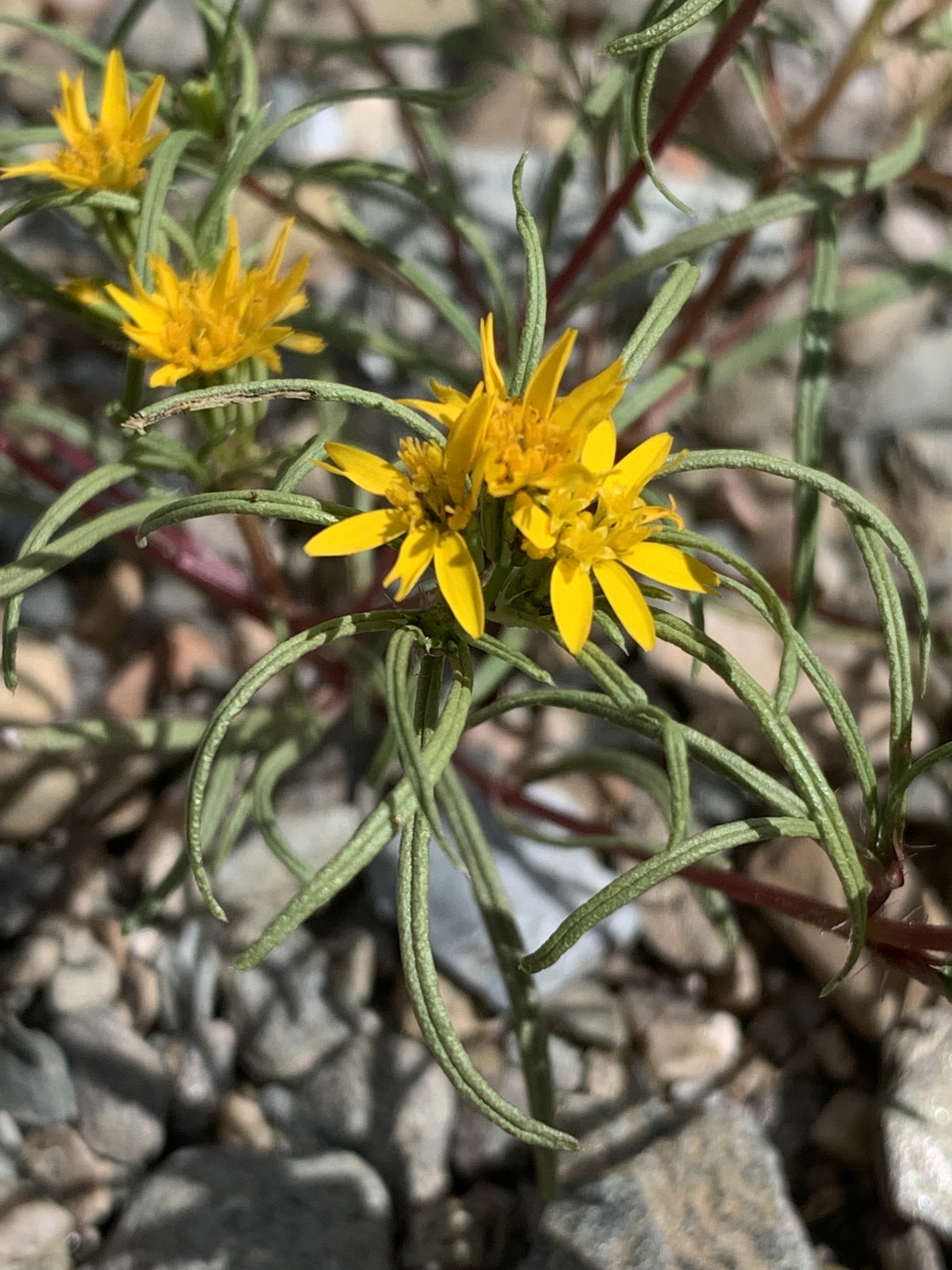 Pectis angustifolia Torr.