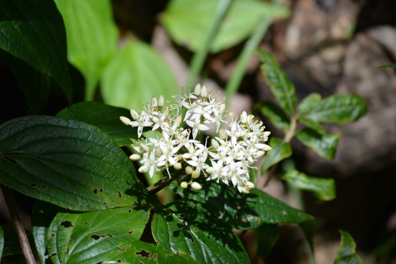 Cornus excelsa Kunth