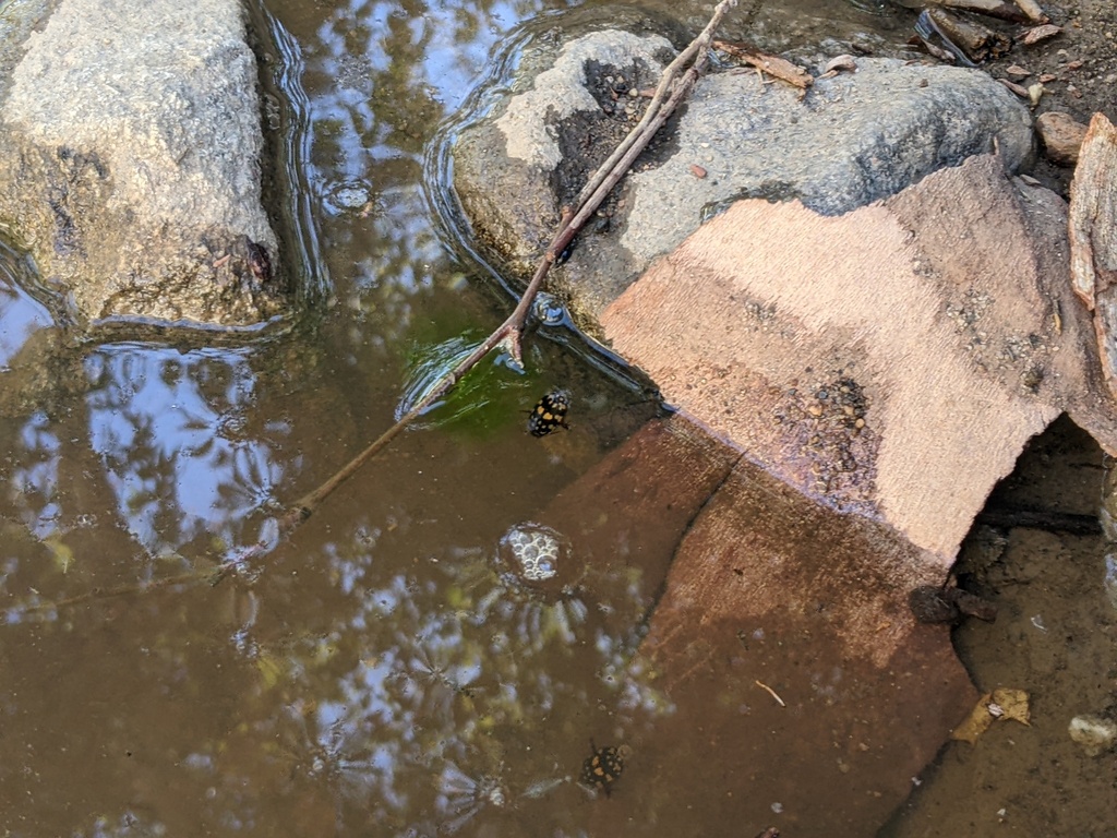 Sunburst Diving Beetle from Palm Springs, CA, USA on August 11, 2022 at ...