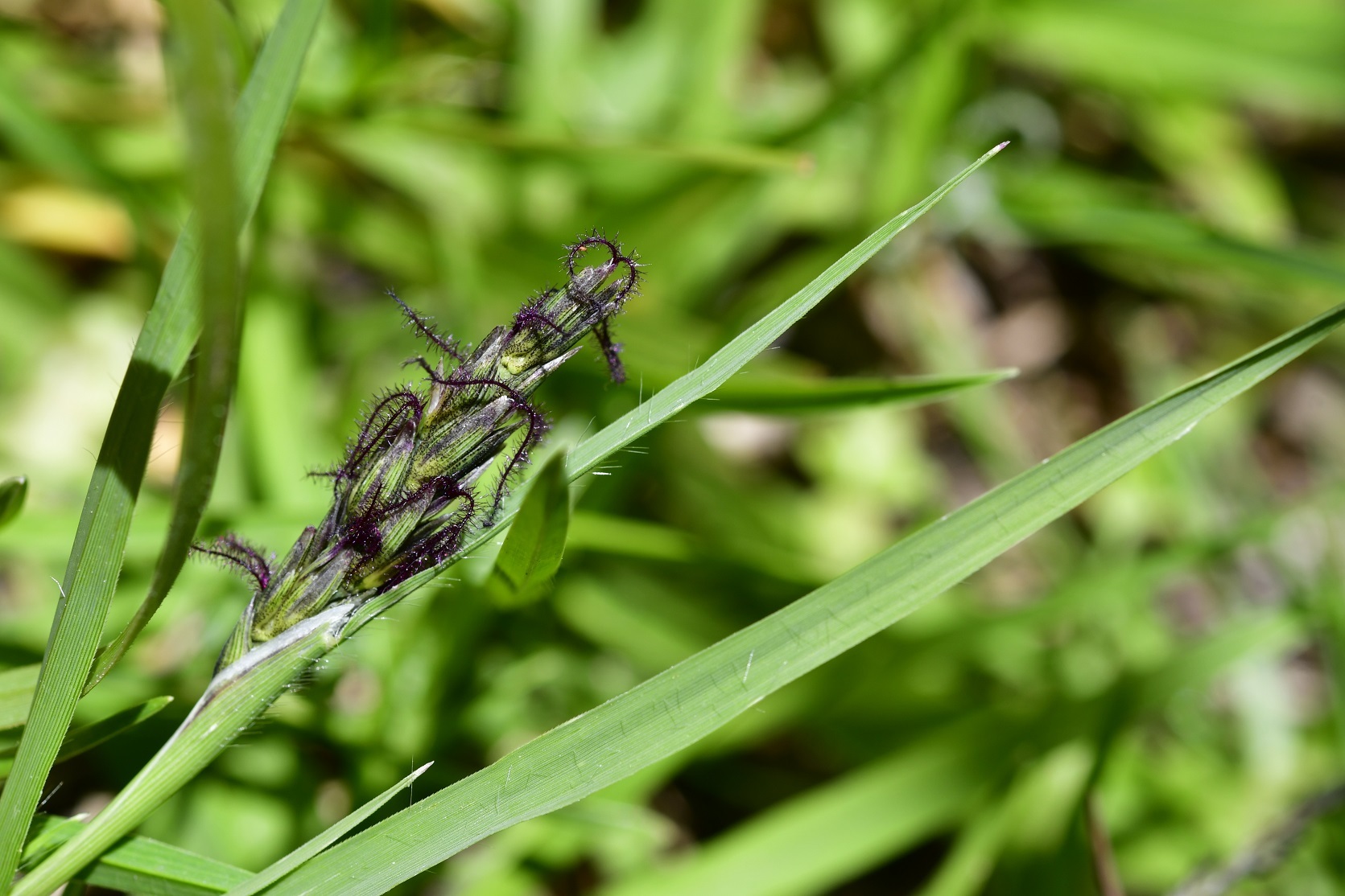 Hilaria cenchroides Kunth