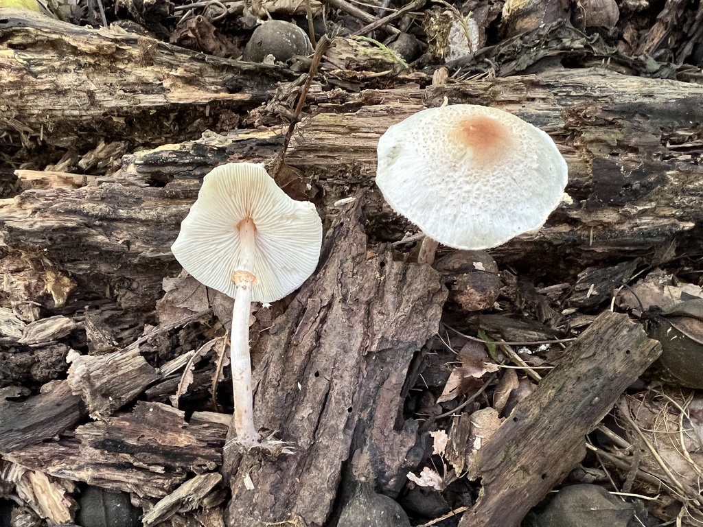 Stinking Dapperling from Lexington, IN, US on August 11, 2022 at 01:39 ...