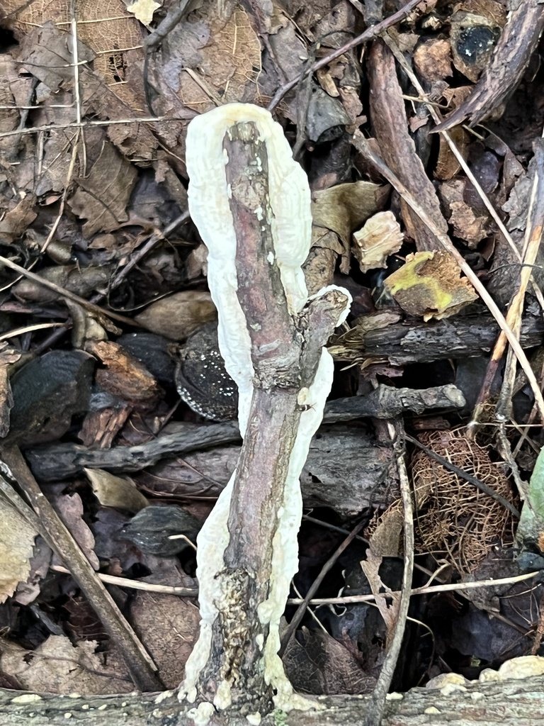 Milk-white Toothed Polypore from Lexington, IN, US on August 11, 2022 ...