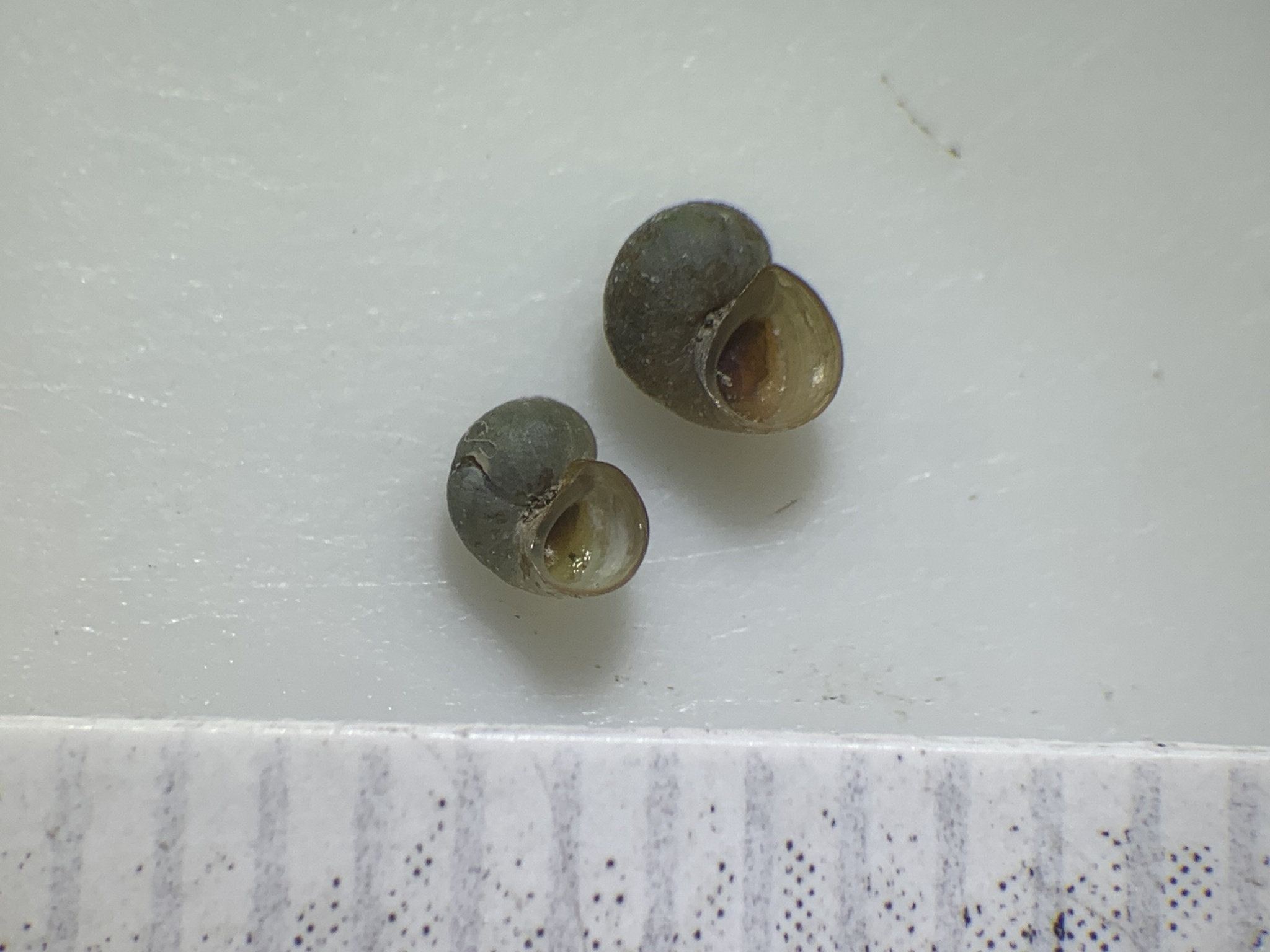 Pyrgulopsis Call & Pilsbry, 1886