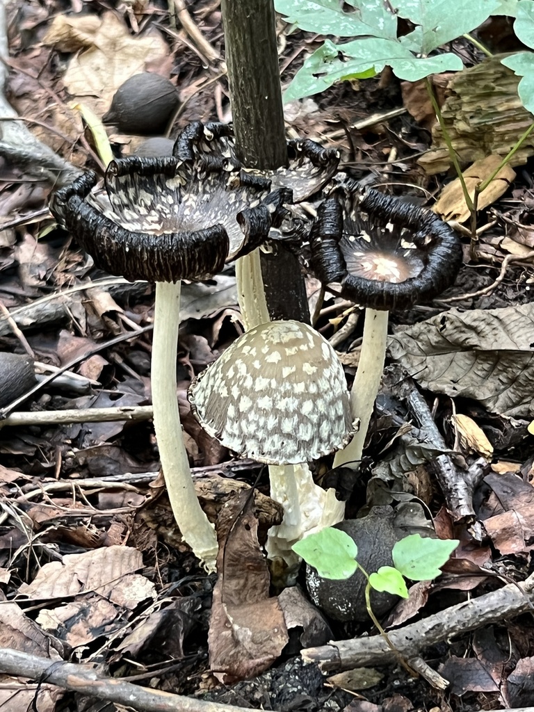 scaly ink cap from Albert Johnson Rd, Nashville, IN, US on August 11 ...