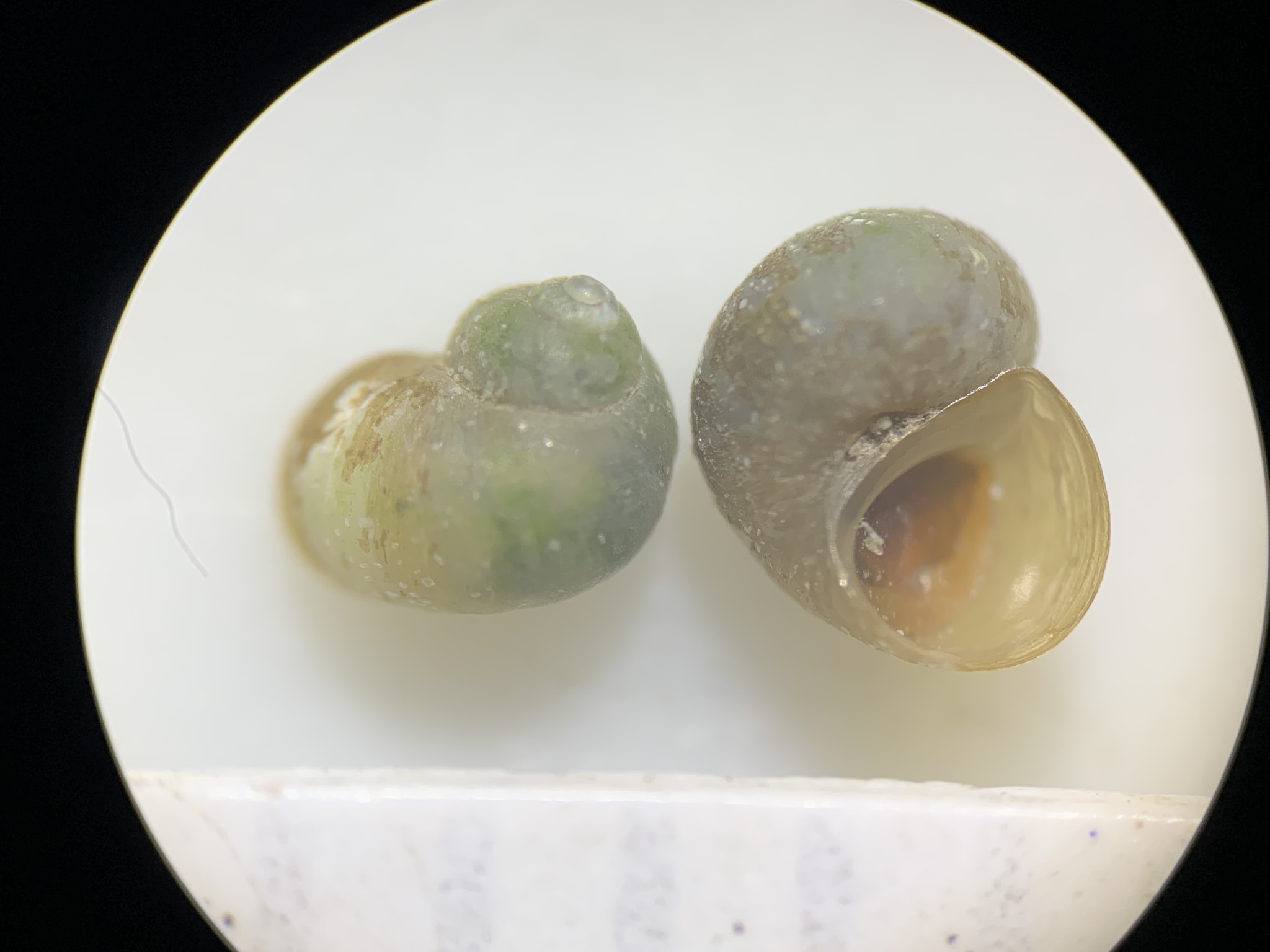 Pyrgulopsis Call & Pilsbry, 1886