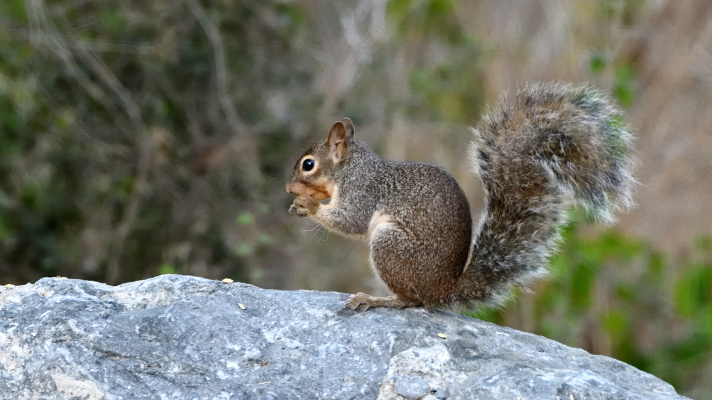 Allen's Squirrel from Bustamante, N.L., México on August 11, 2022 at 07 ...