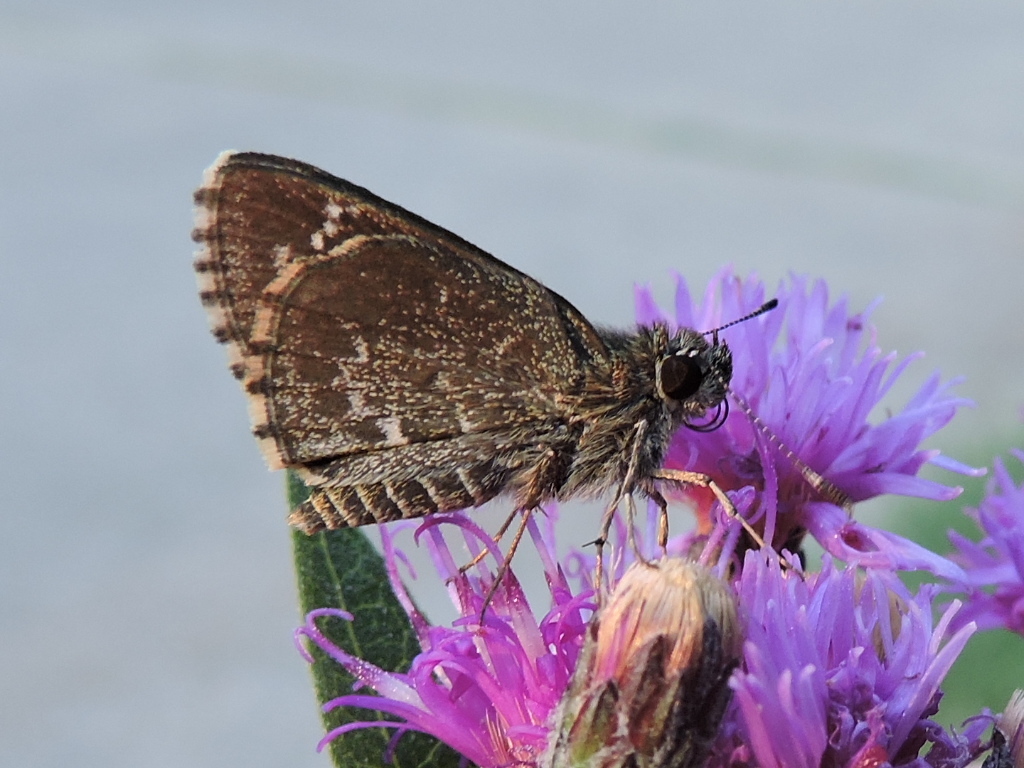 Celia's Roadside-Skipper (A guide to the Butterflies (Insecta: Superfamily Papilionoidea) of ...
