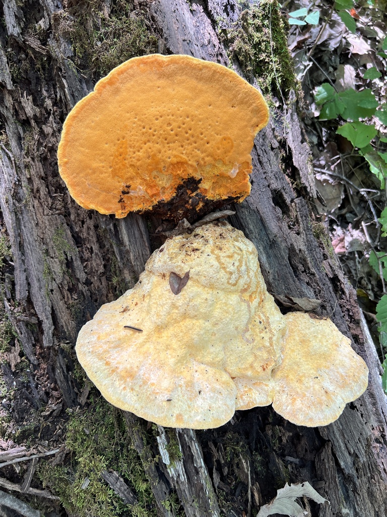Orange Polypore in August 2022 by Brian Hunt · iNaturalist