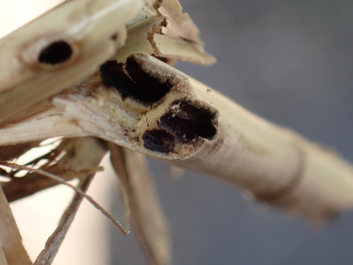 Tetramesa romana · iNaturalist Mexico